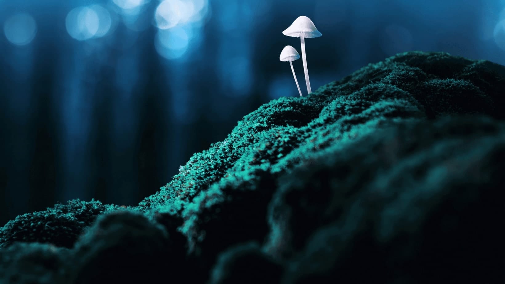 Everything You Need to Know About Psychedelic Therapy – mangu.tv